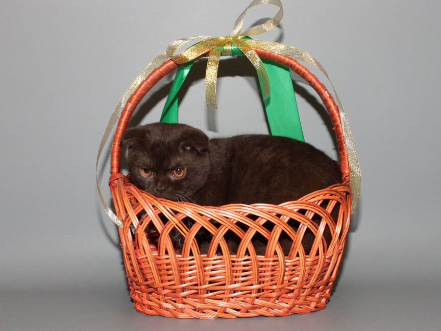 Шоколадный котик