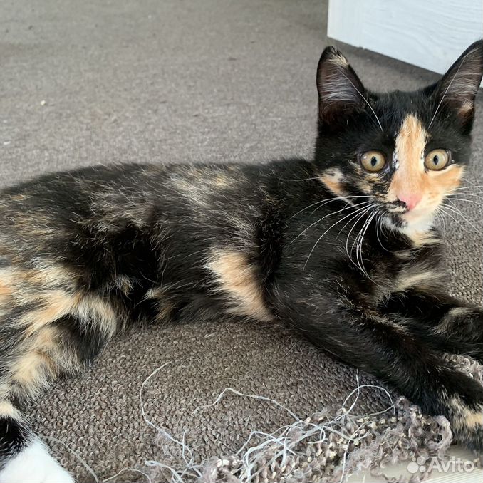 Богатка девочка 2,5 месяца