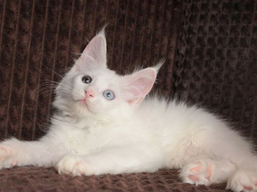 Белая разноглазая девочка Мейн-кун