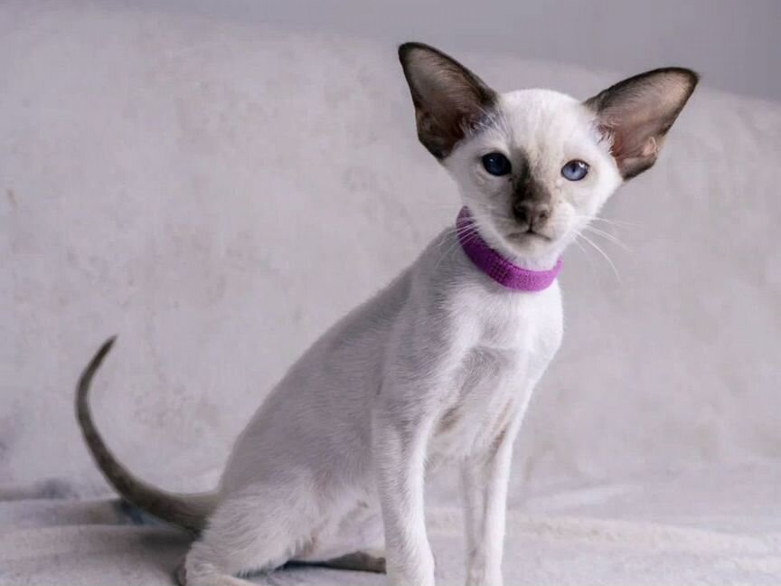 Сиамские котята