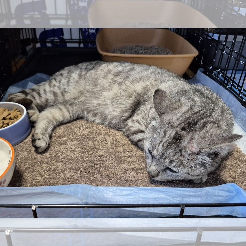 Взрослый кот в добрые руки