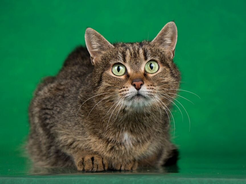 Спасённой из леса Моте нужен дом