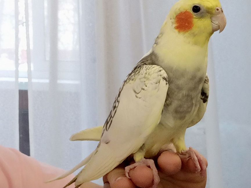 Попугай карела 10 мес