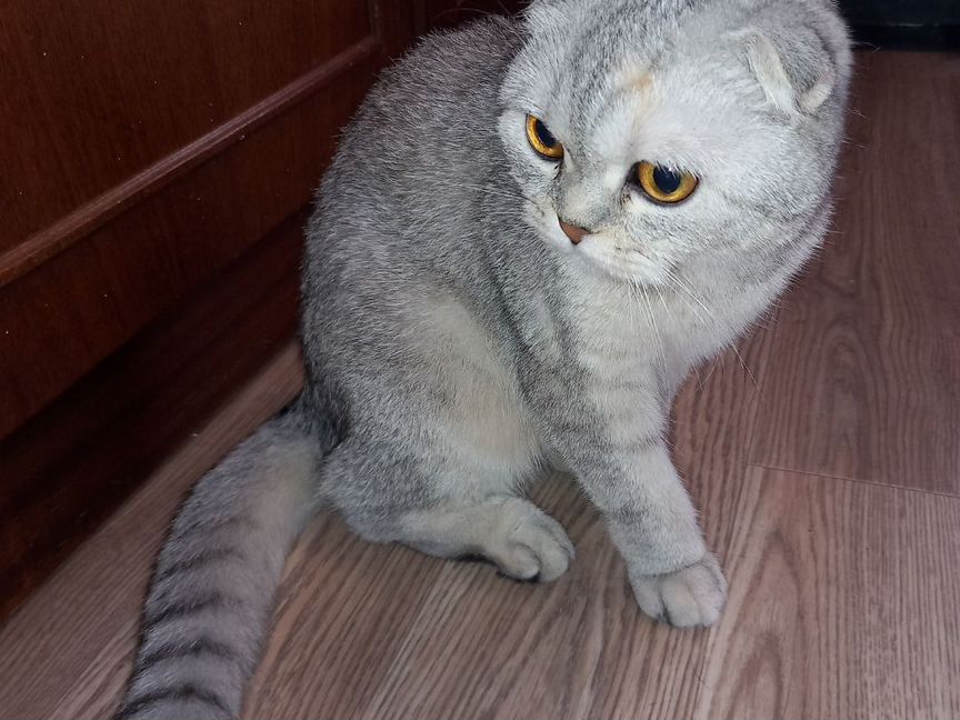 Шотландская вислоухая кошка