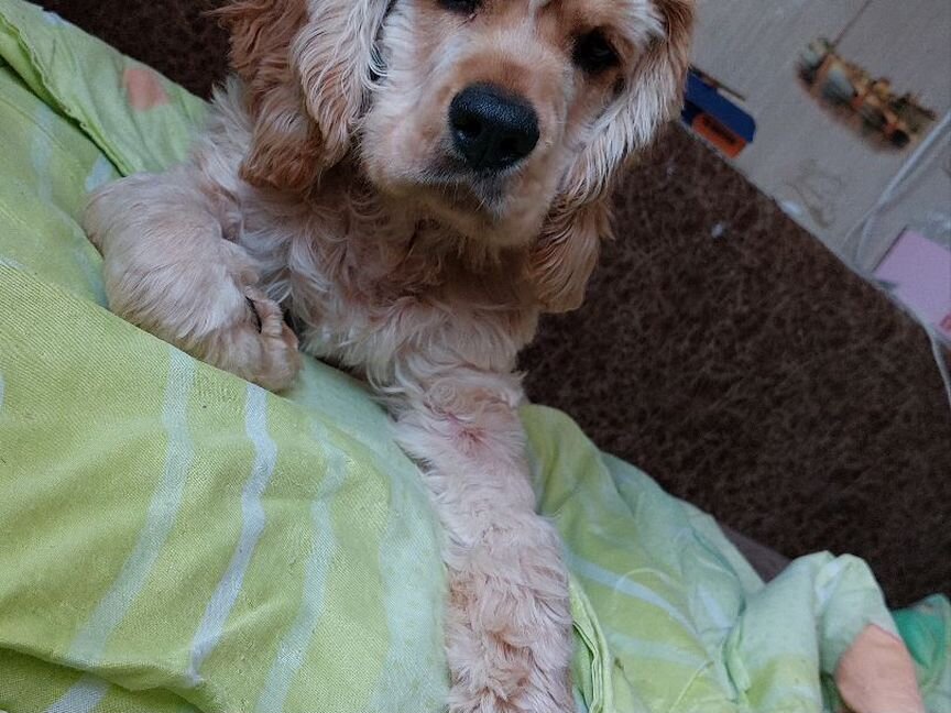 Кокер спаниель мальчик 4 месяца