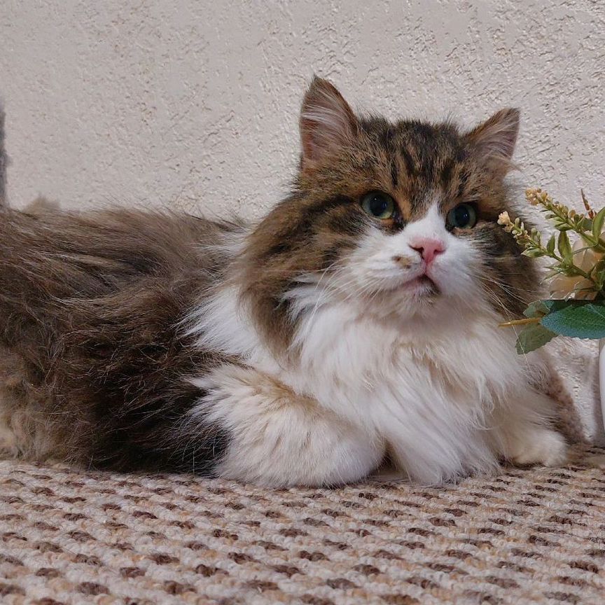 Котик Шьям ищет любимого хозяина