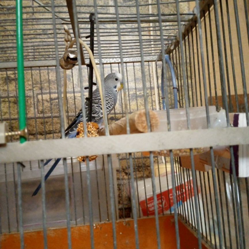 Волнистый попугай самец