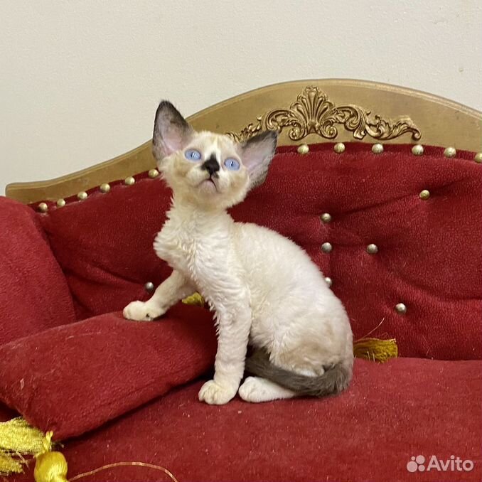 Девон-рекс синеглазая Марианна