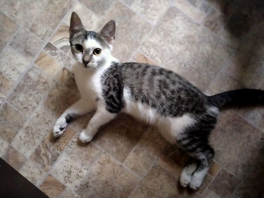 Котенка чуть не загрызли собаки