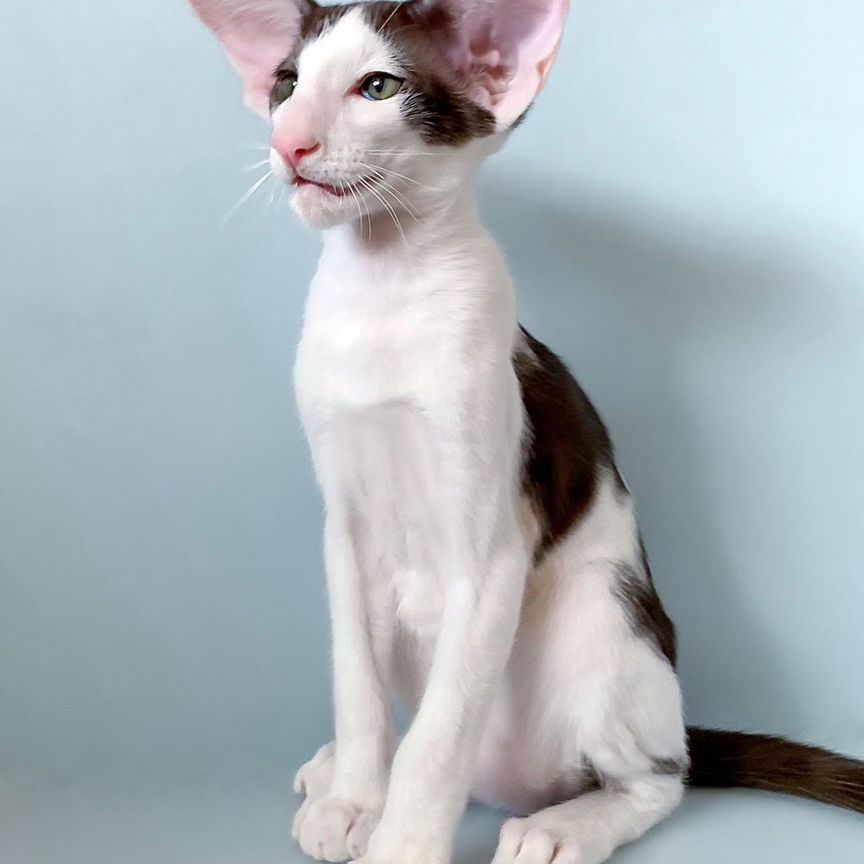 Ориентальные котята