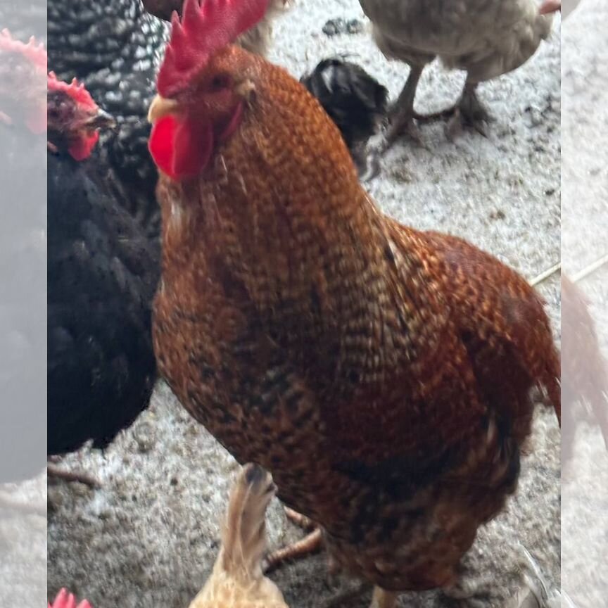 Домашние молодые петухи