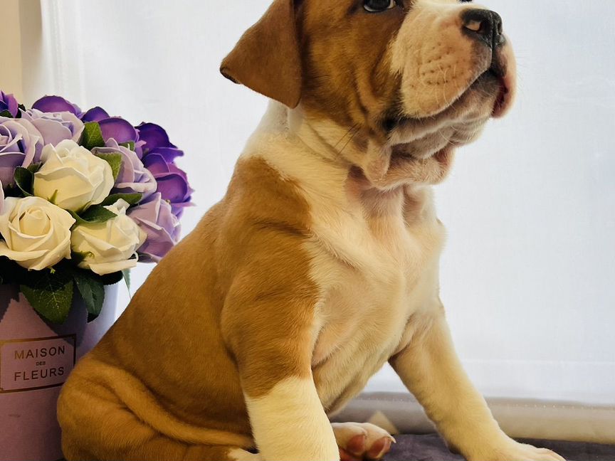 Щенки Американского стаффордширского терьера
