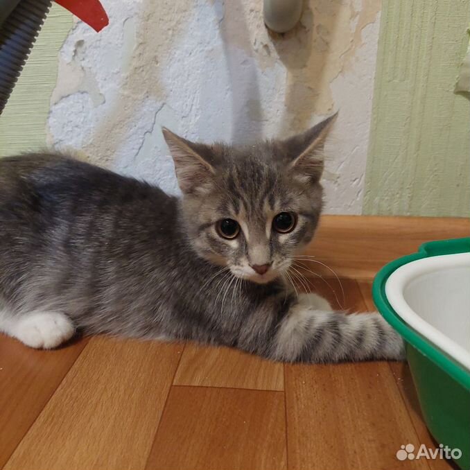 Милый котенок (из приюта)