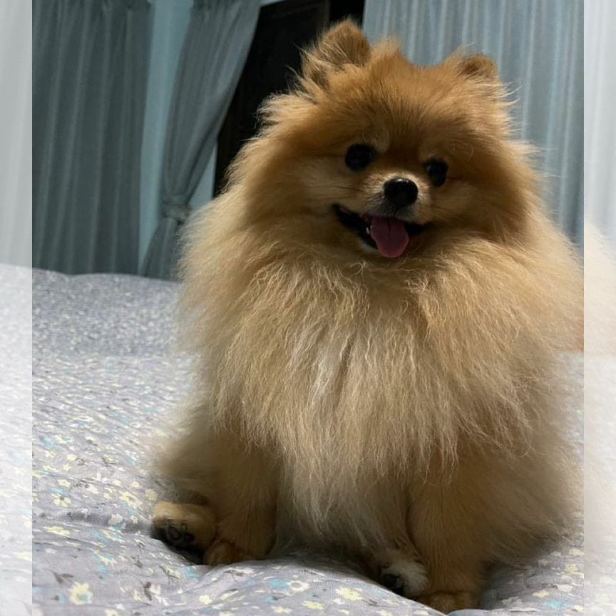 Щенок мини шпиц