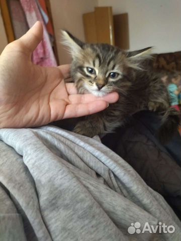 Сибирская кошка бесплатно