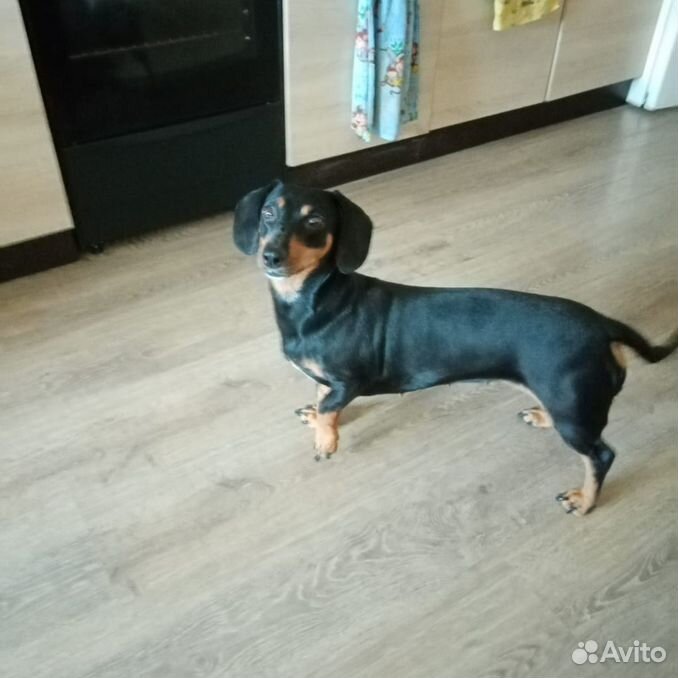 Собаки бесплатно такса