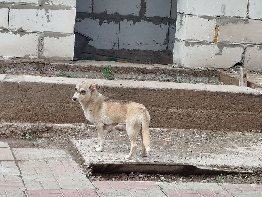 Щенки