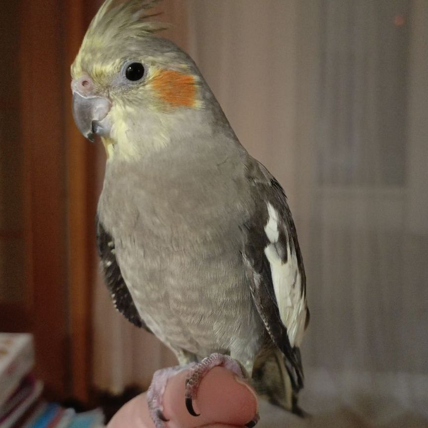 Попугай корелла самец ручной