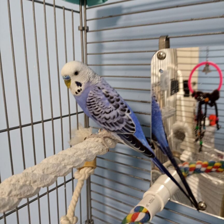 Волнистый попугай с клеткой мальчик