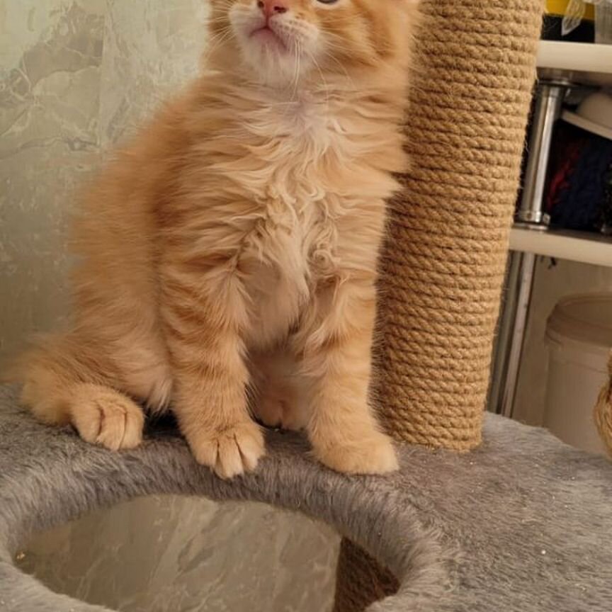 Котята-мейнкунята