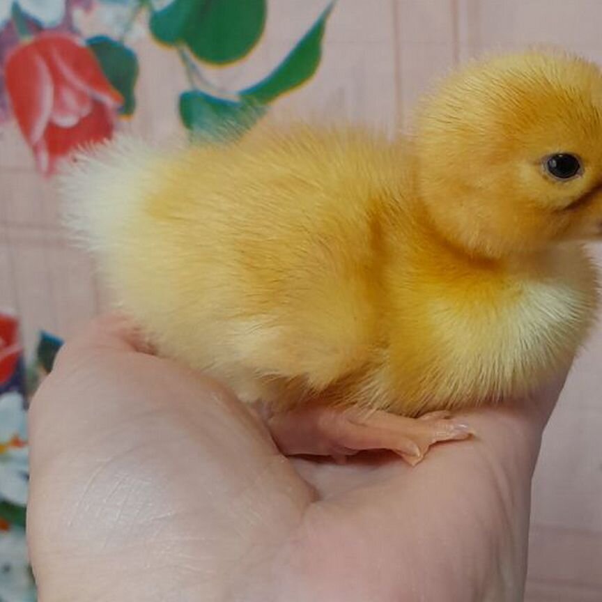 Утята Черри Велли