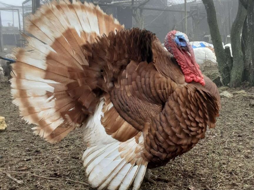 Индюки,индюшки