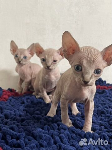 Канадский сфинкс