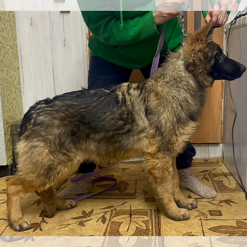 Немецкая овчарка, щенок