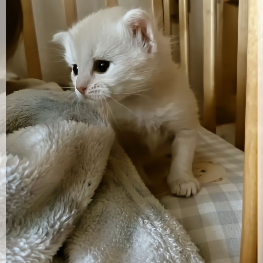 Турецкая ангора котёнок