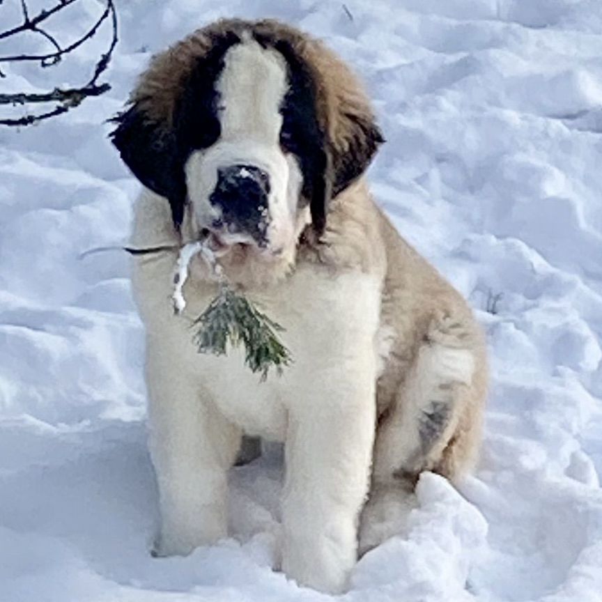 Сенбернар, щенок