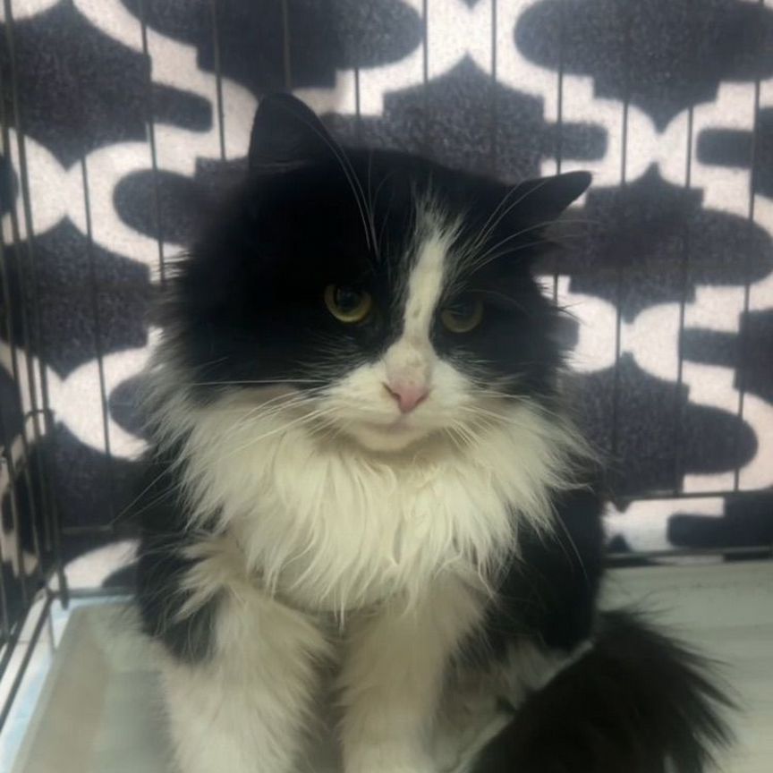 Кошечка в добрые руки