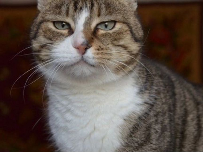 Ищу свою семью