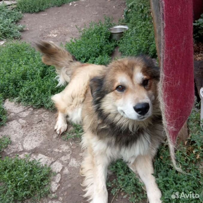Собакa бесплатно в добрые руки