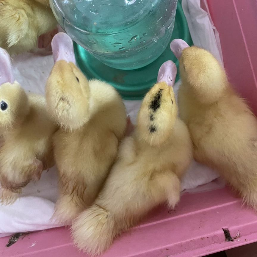 Утята муларды подрощенные