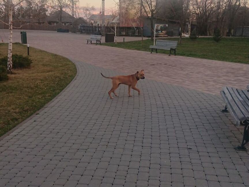 Потерялся щенок