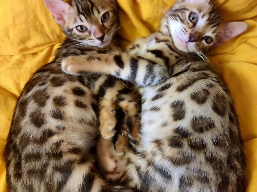 Бенгальские котята