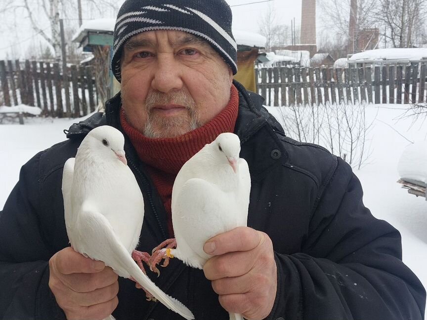 Голуби