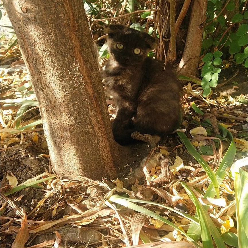 Британские котята