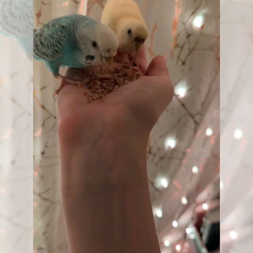 Волнистый попугай