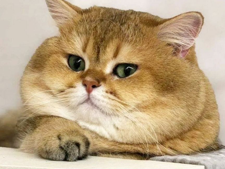Шотландские плюшевые милашки