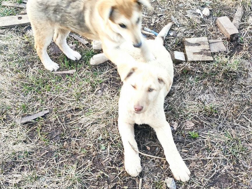 Собачата в очень добрые руки