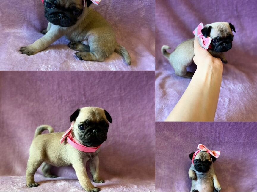 Щенки мопса