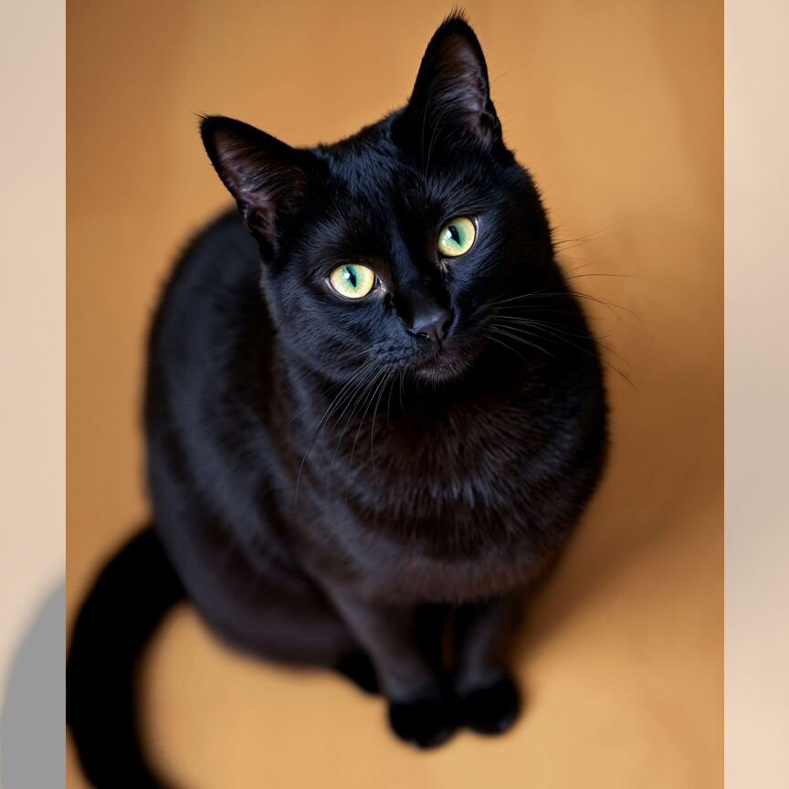 Взрослая, кошка в добрые руки