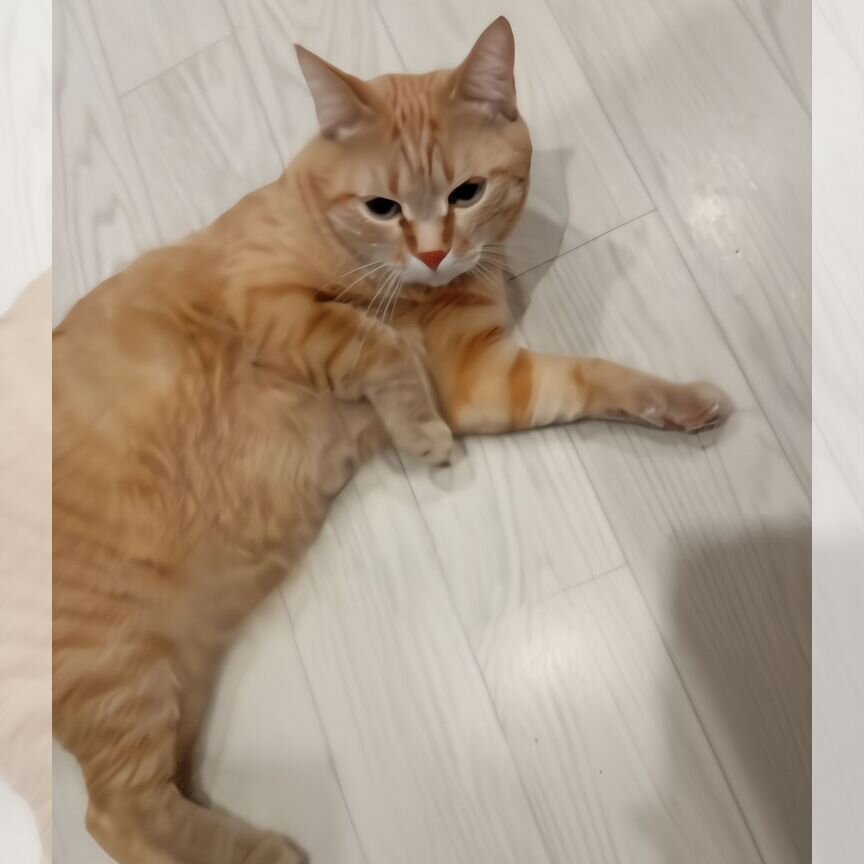 Взрослый кот в добрые руки