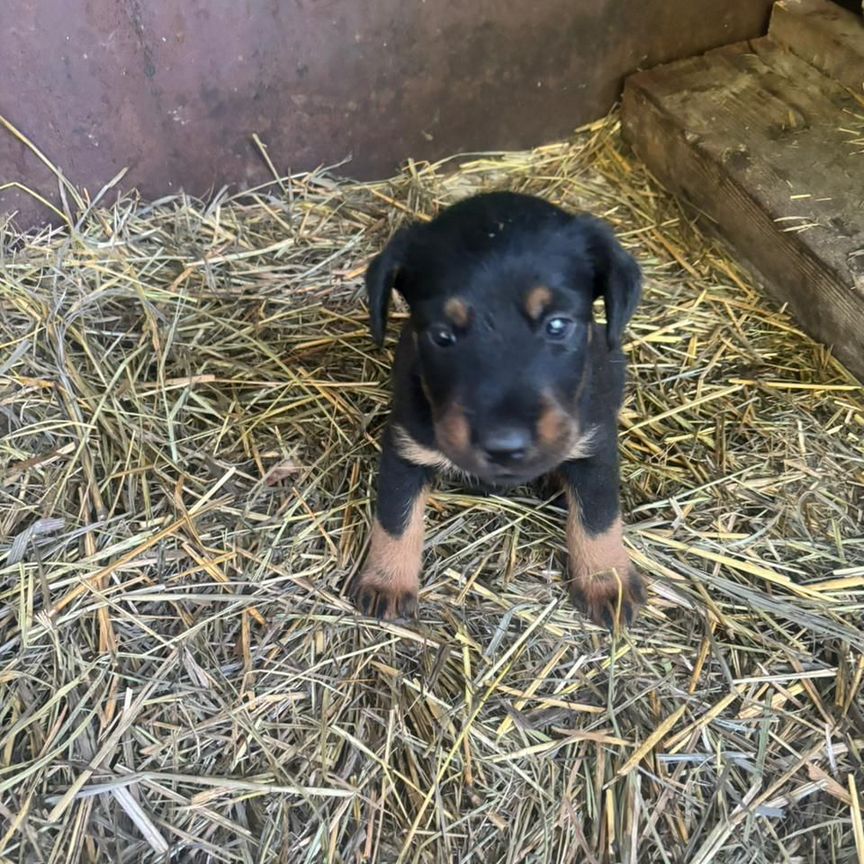 Щенки ягдтерьера