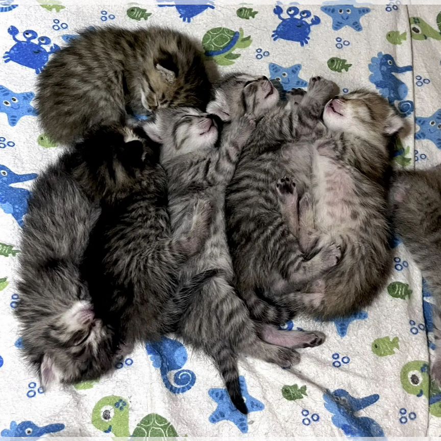 Шотландский вислоухий короткошёрстный котёнок