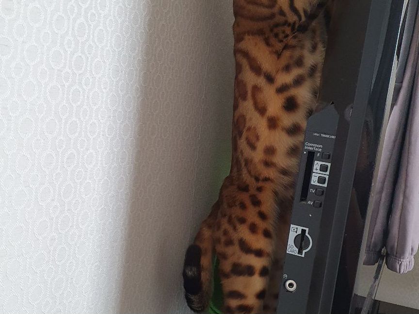 Отдаю бесплатно этого замечательного кота