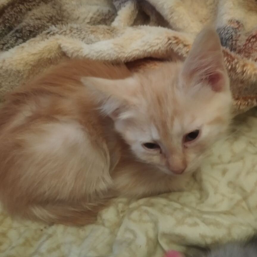 Котята