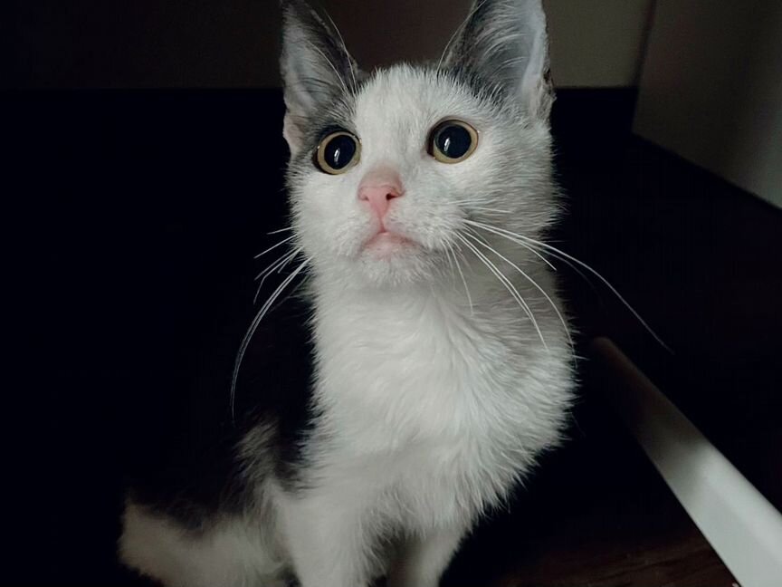 Котенок из приюта