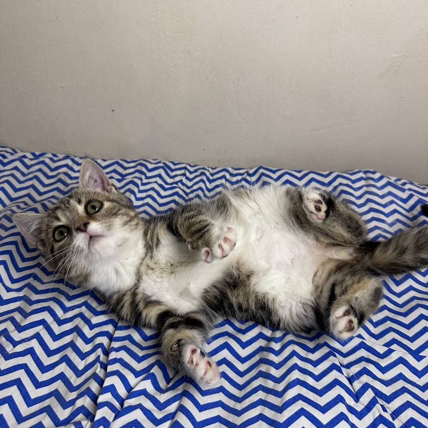 Котята 3 месяца